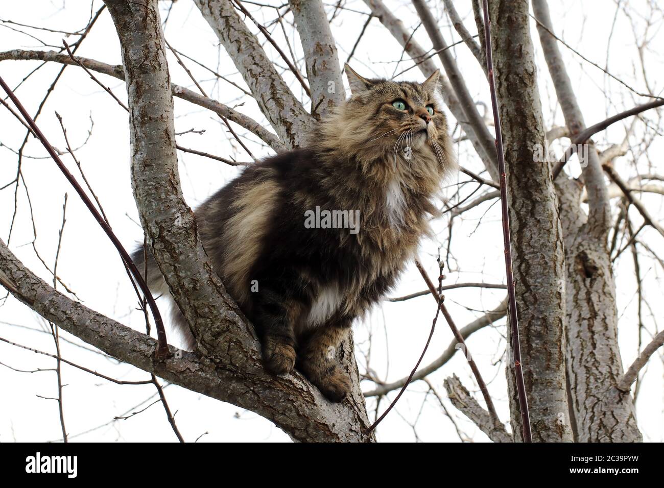 A Norwegian Forest Cat is a good climber and sits on a tree Stock Photo ...