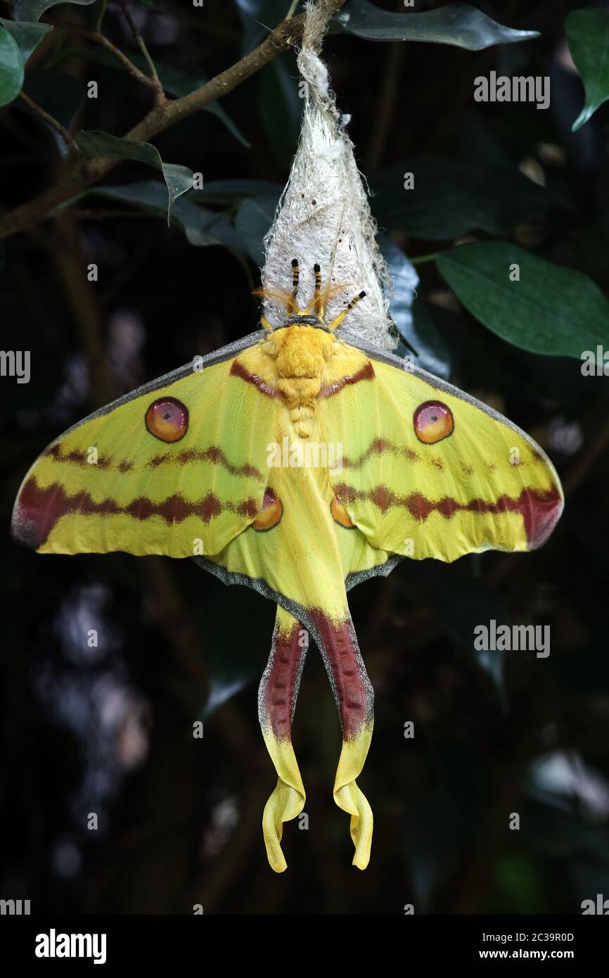 Female Comet Moth
