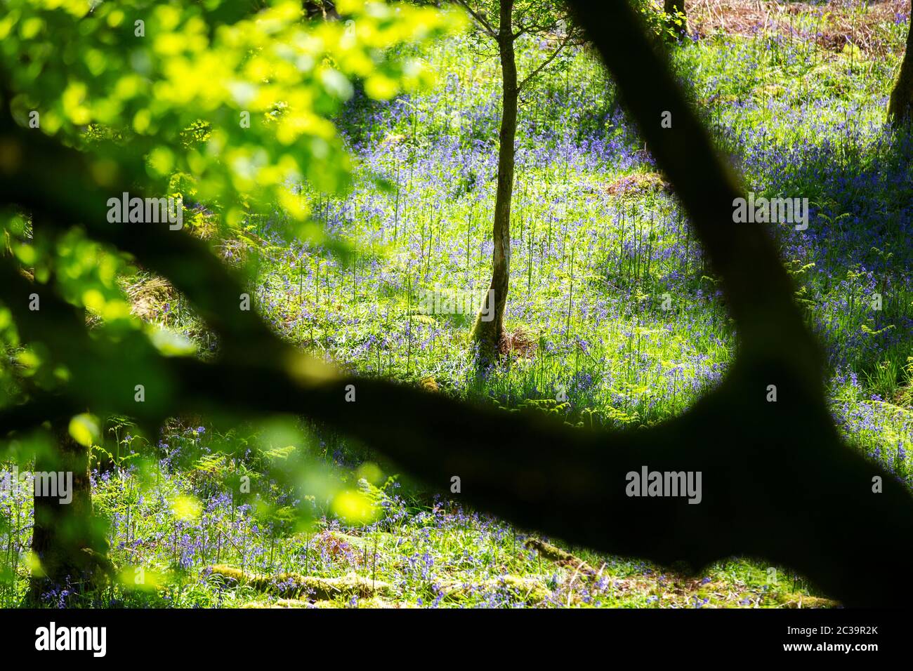 Bluebells in woodland near Ambleside, Lake District, UK Stock Photo - Alamy