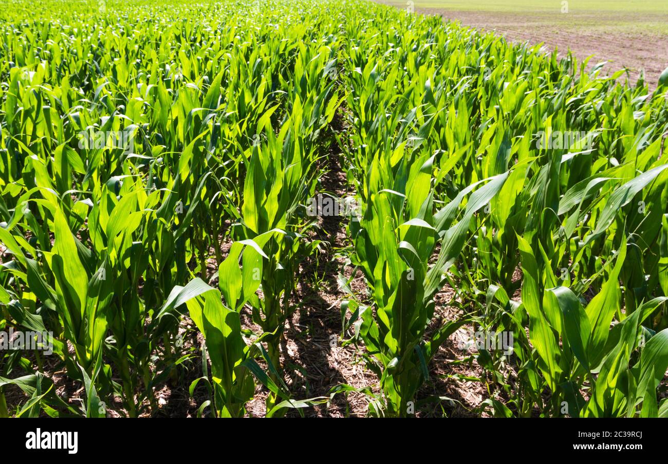 plantation of corn in the Argentine countryside Stock Photo - Alamy