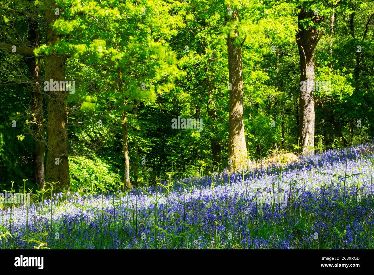 Bluebells in woodland near Ambleside, Lake District, UK Stock Photo - Alamy
