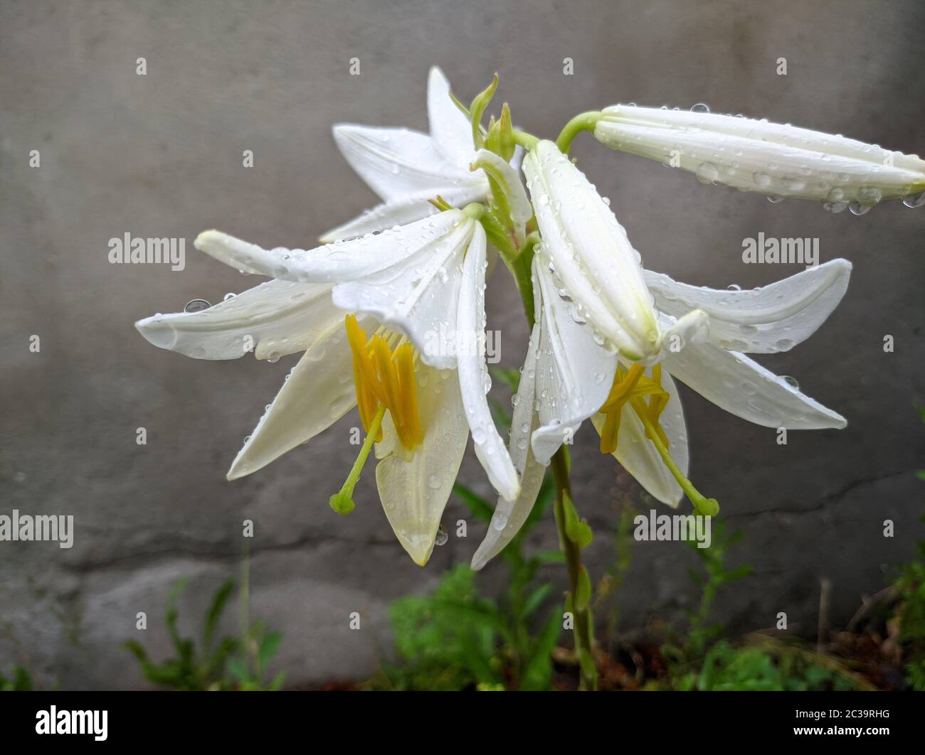 white lily flowers in inflorescence on a branch in water droplets Stock ...