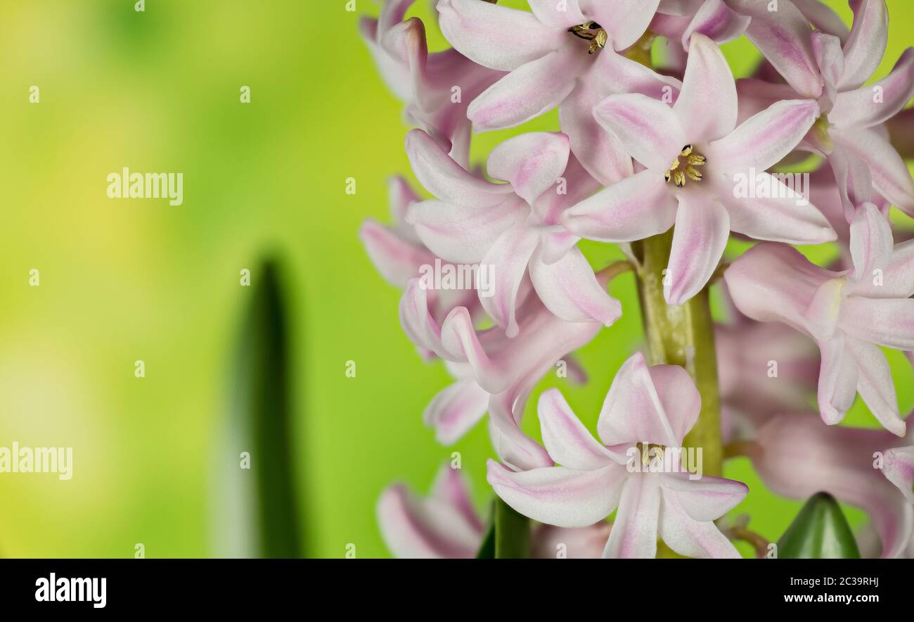 Macro Focus Stacking shot of Hyacinth Stock Photo - Alamy