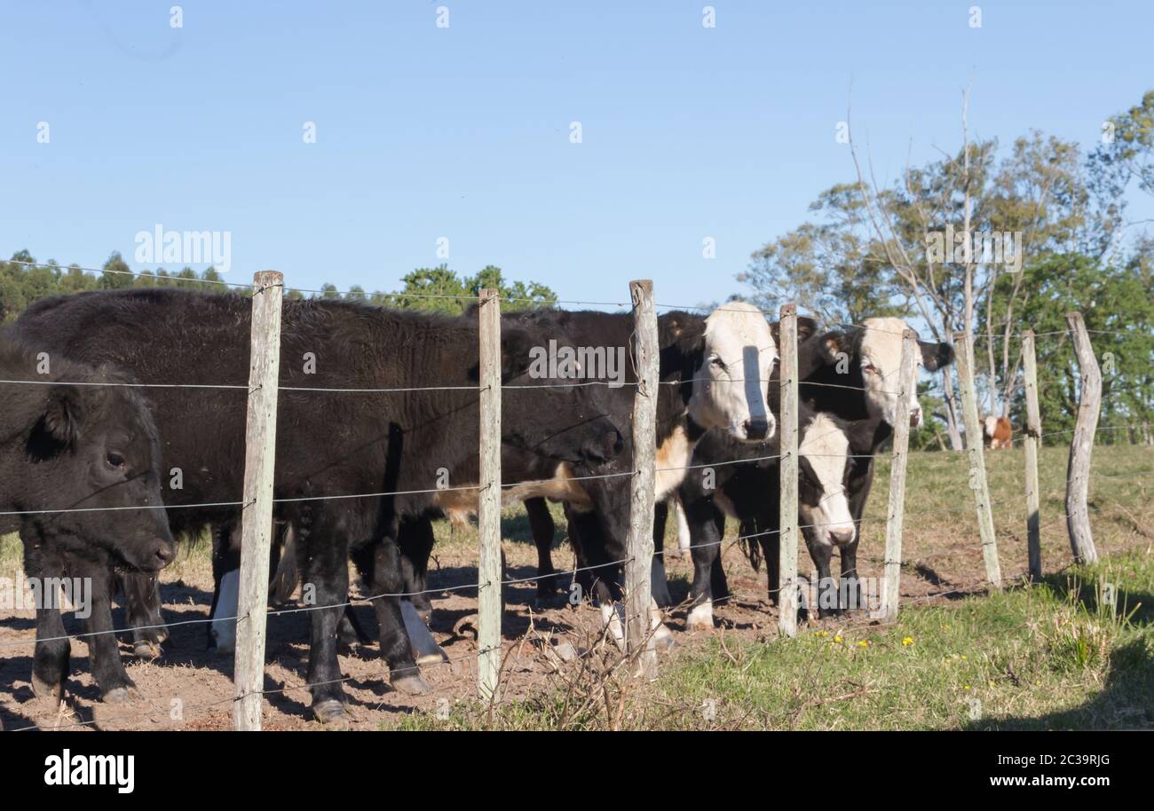 Argentine cows hi-res stock photography and images - Alamy