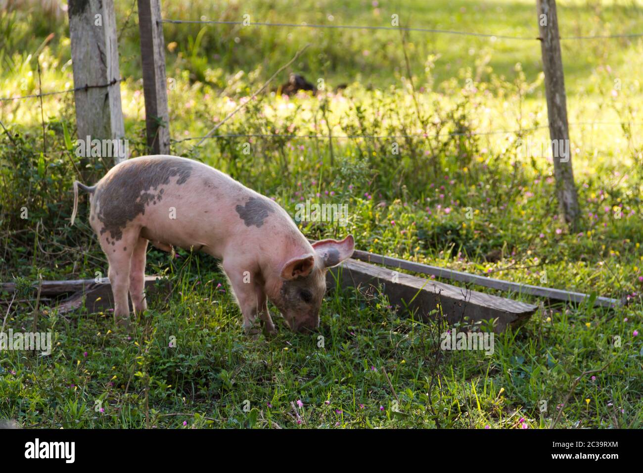 Livestock of loose pigs walking on the farm Stock Photo - Alamy