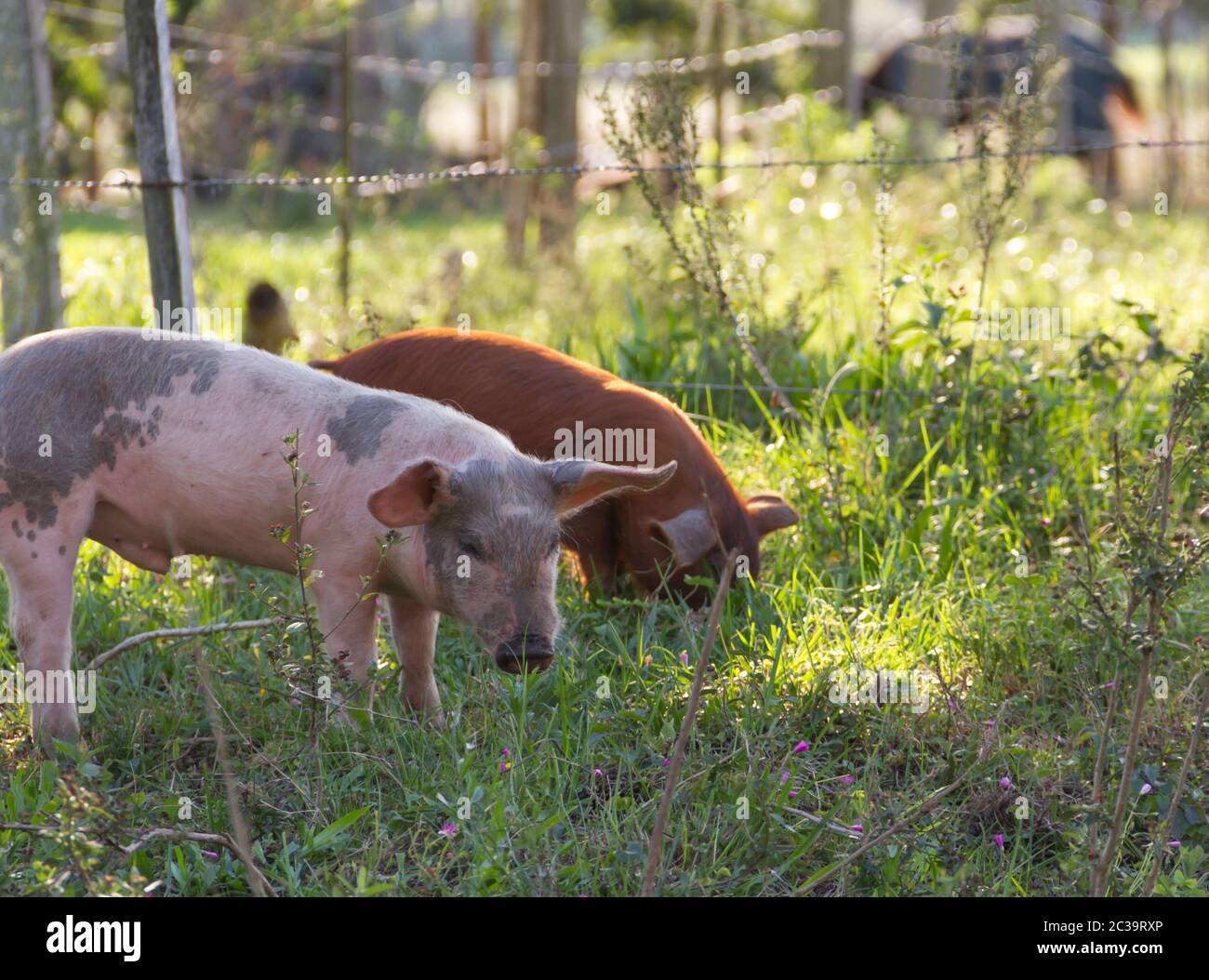 Livestock of loose pigs walking on the farm Stock Photo - Alamy