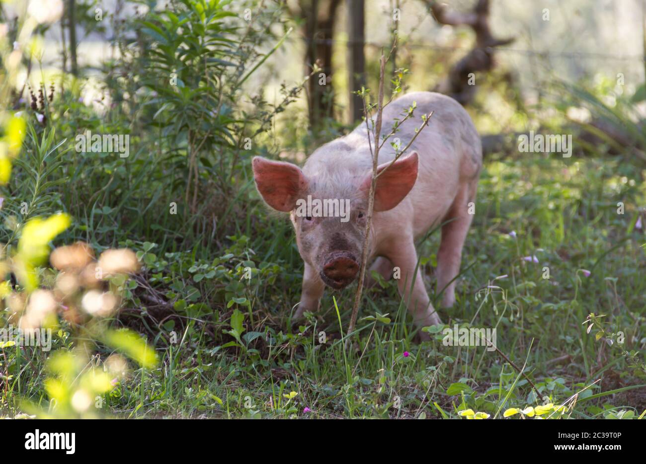 Livestock of loose pigs walking on the farm Stock Photo - Alamy
