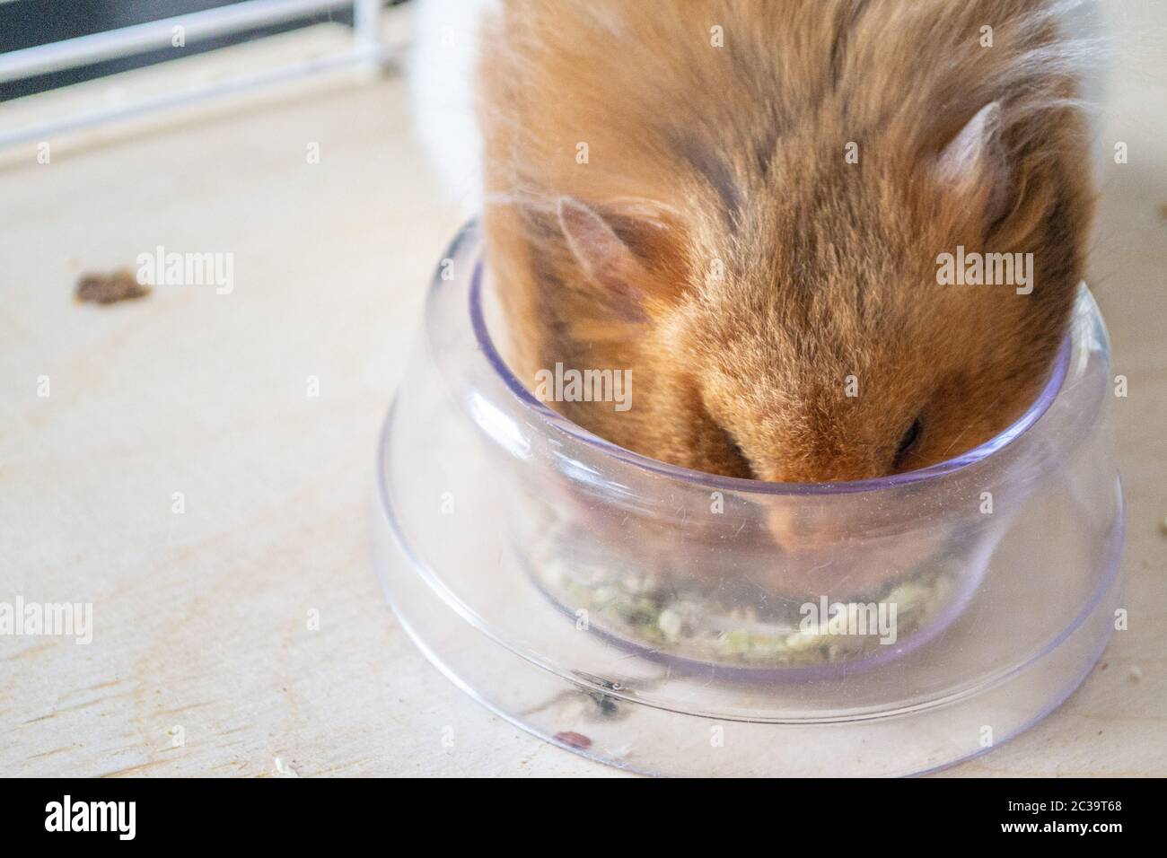 Syrian hamster eating from food bowl Stock Photo - Alamy
