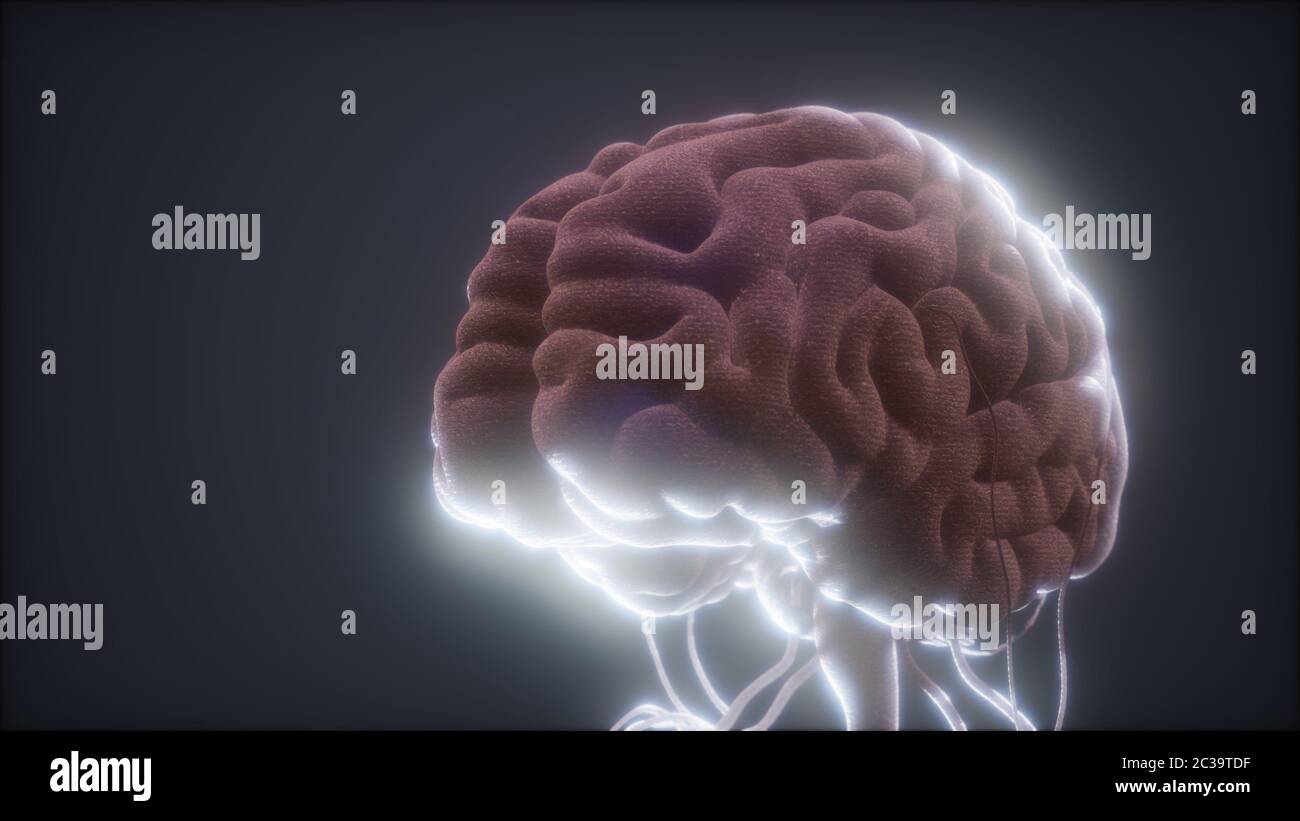 animated model of human brain Stock Photo - Alamy