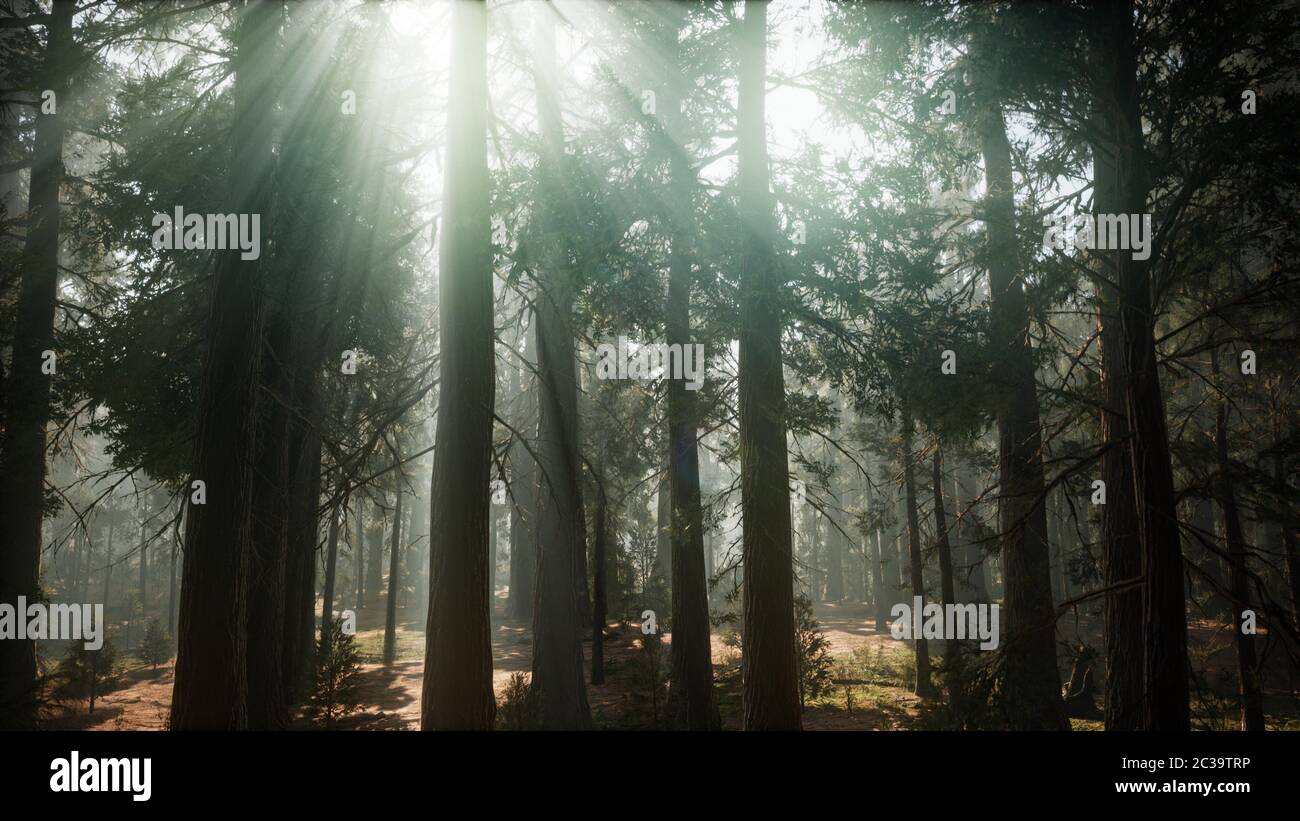 Sequoia National Park under the fog mist clouds Stock Photo - Alamy