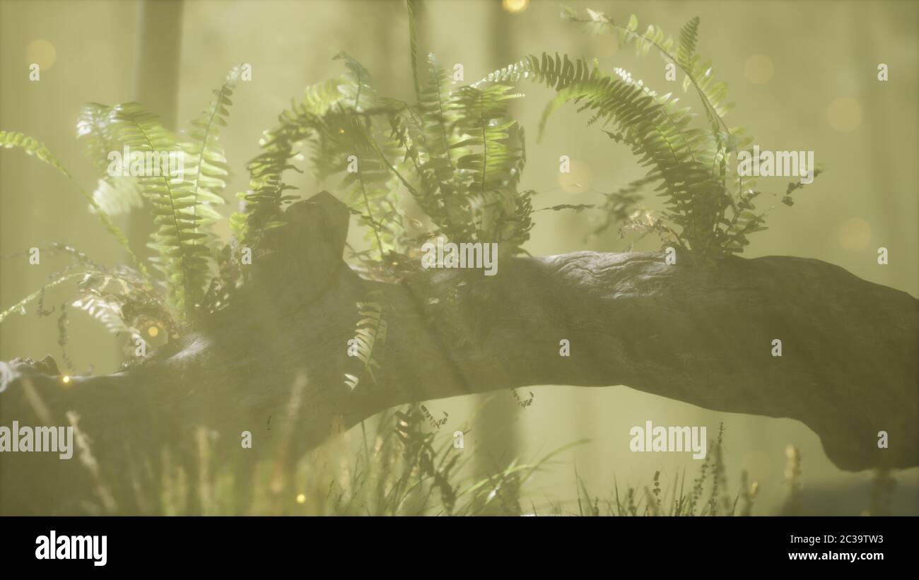 horizontally bending tree trunk with ferns growing, and sunlight ...
