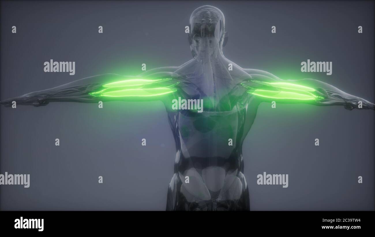 triceps - Visible muscle anatomy map Stock Photo - Alamy