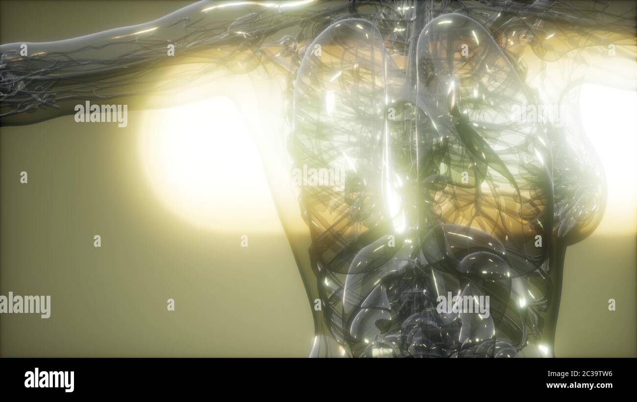 X-Ray Image Of Human Body Stock Photo - Alamy