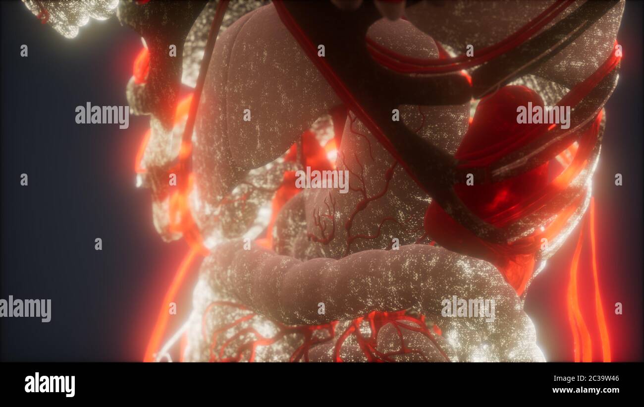 Cardiac notch hi-res stock photography and images - Alamy