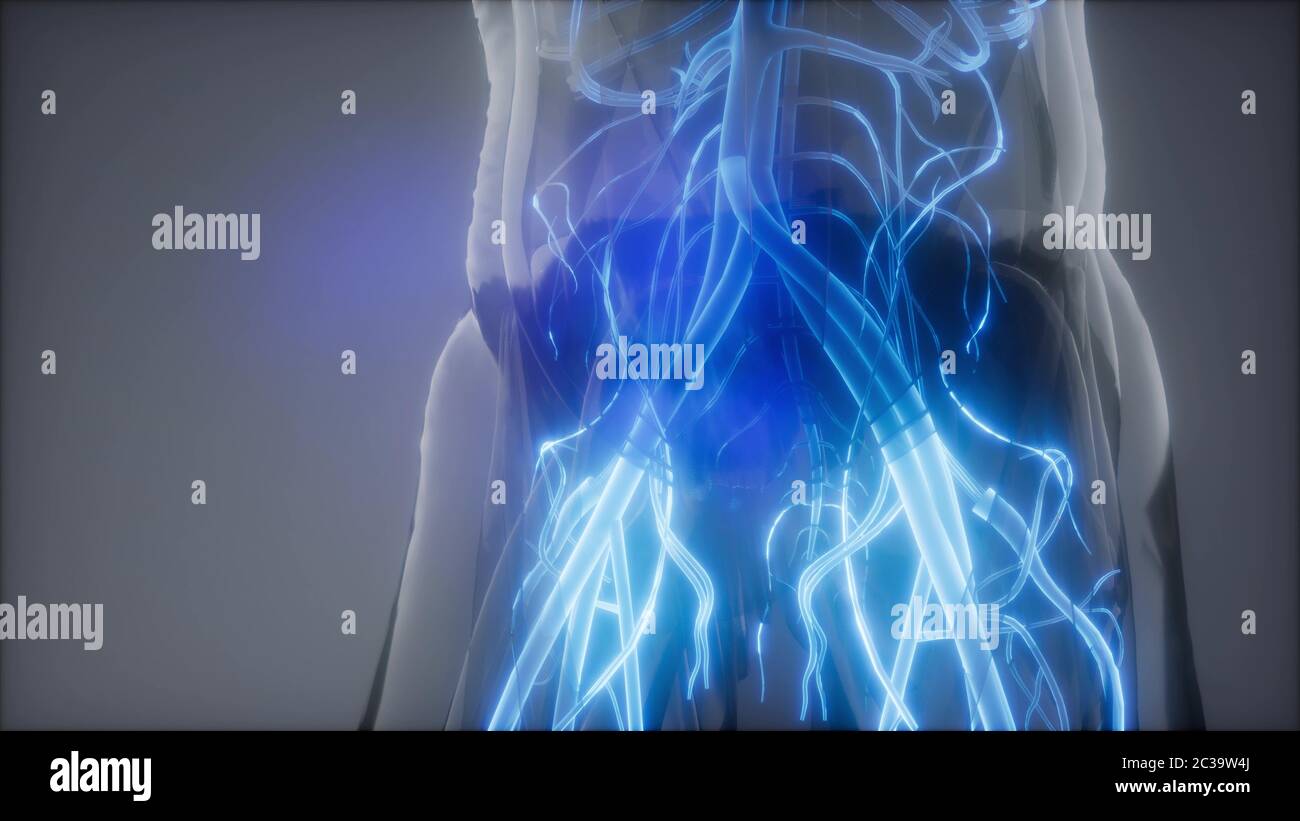 Blood Vessels of Human Body Stock Photo - Alamy