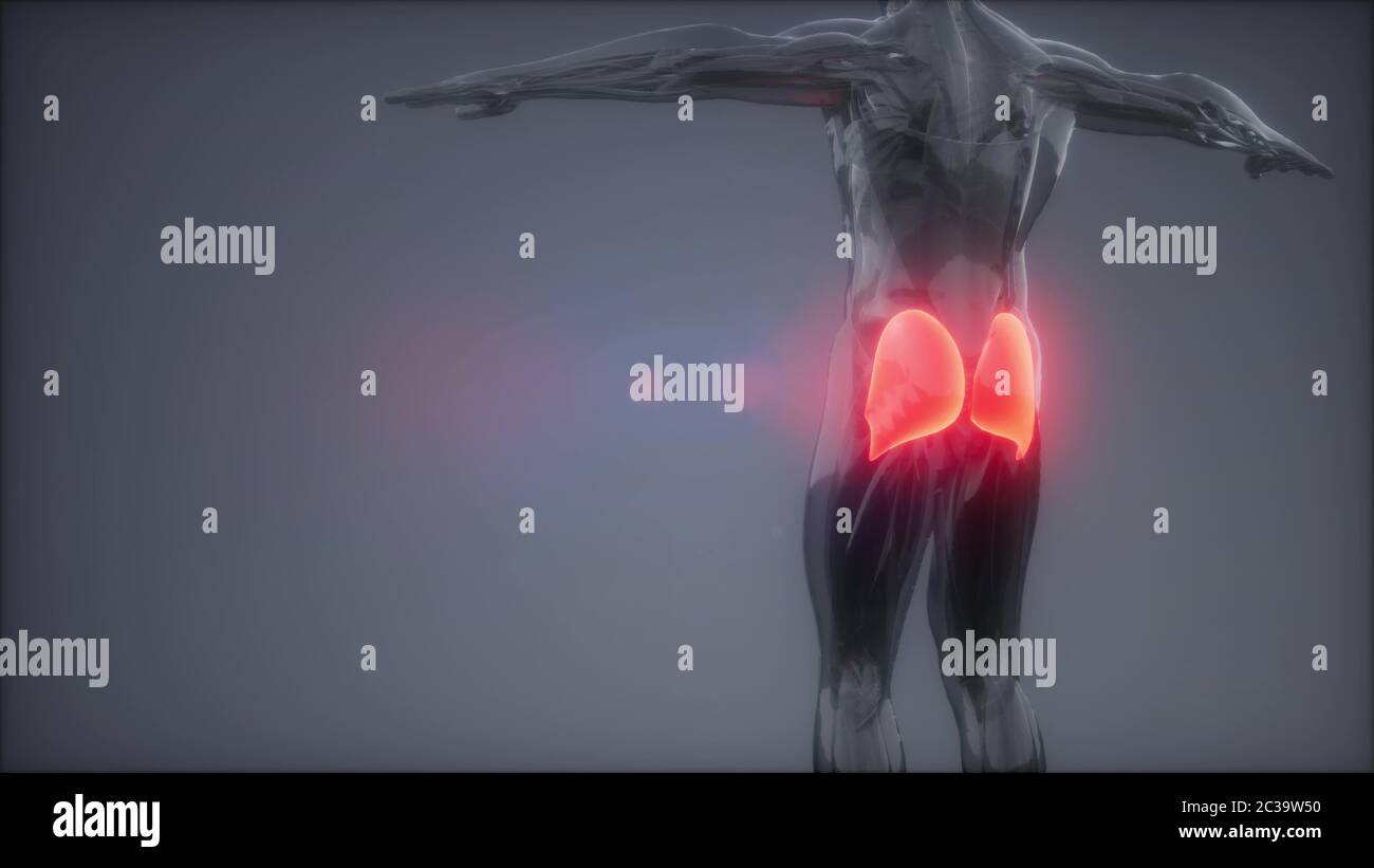 gluteus maximus - leg muscles anatomy animation Stock Photo - Alamy