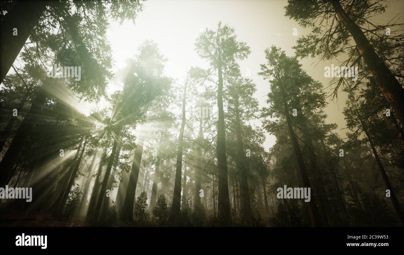 Redwood Forest Foggy Sunset Scenery Stock Photo - Alamy