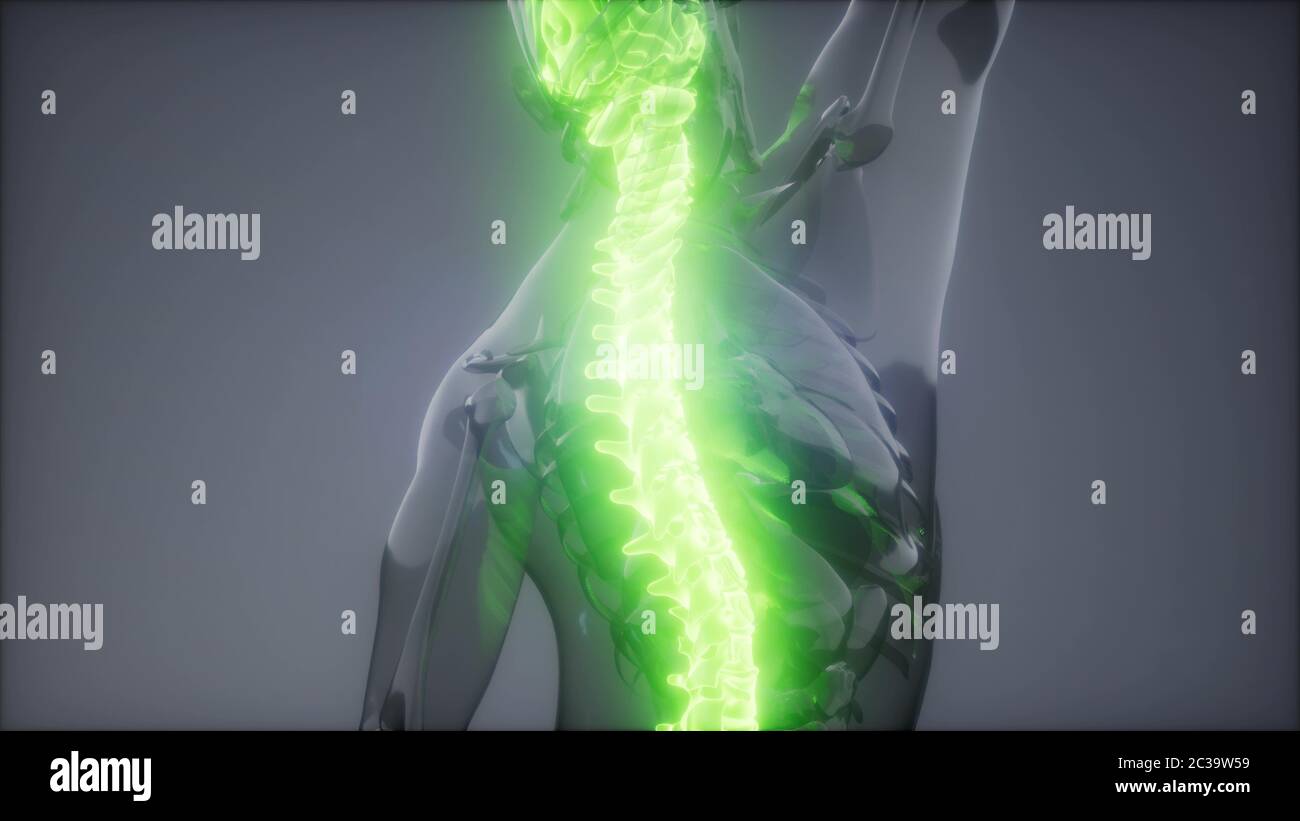 Human bones in blue anatomical hi-res stock photography and images - Alamy