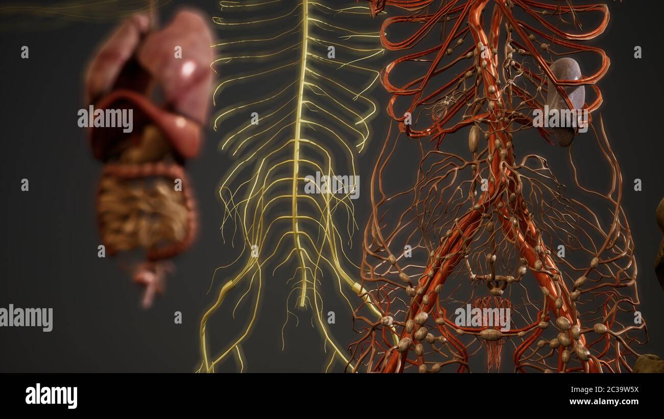 Skeleton anatomy medical atlas hi-res stock photography and images - Alamy