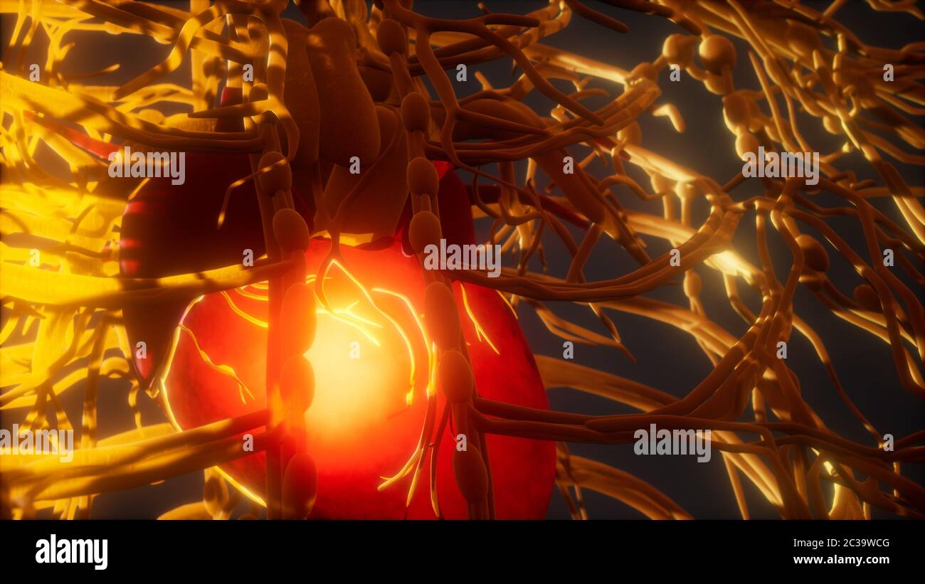 Coronary angiogram hi-res stock photography and images - Alamy