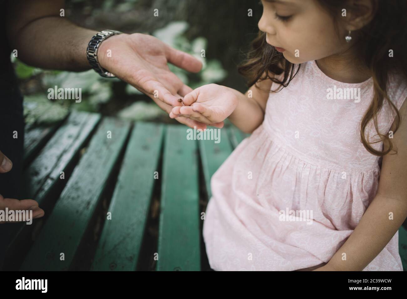 Cropped man giving ladybug to cute girl Stock Photo - Alamy