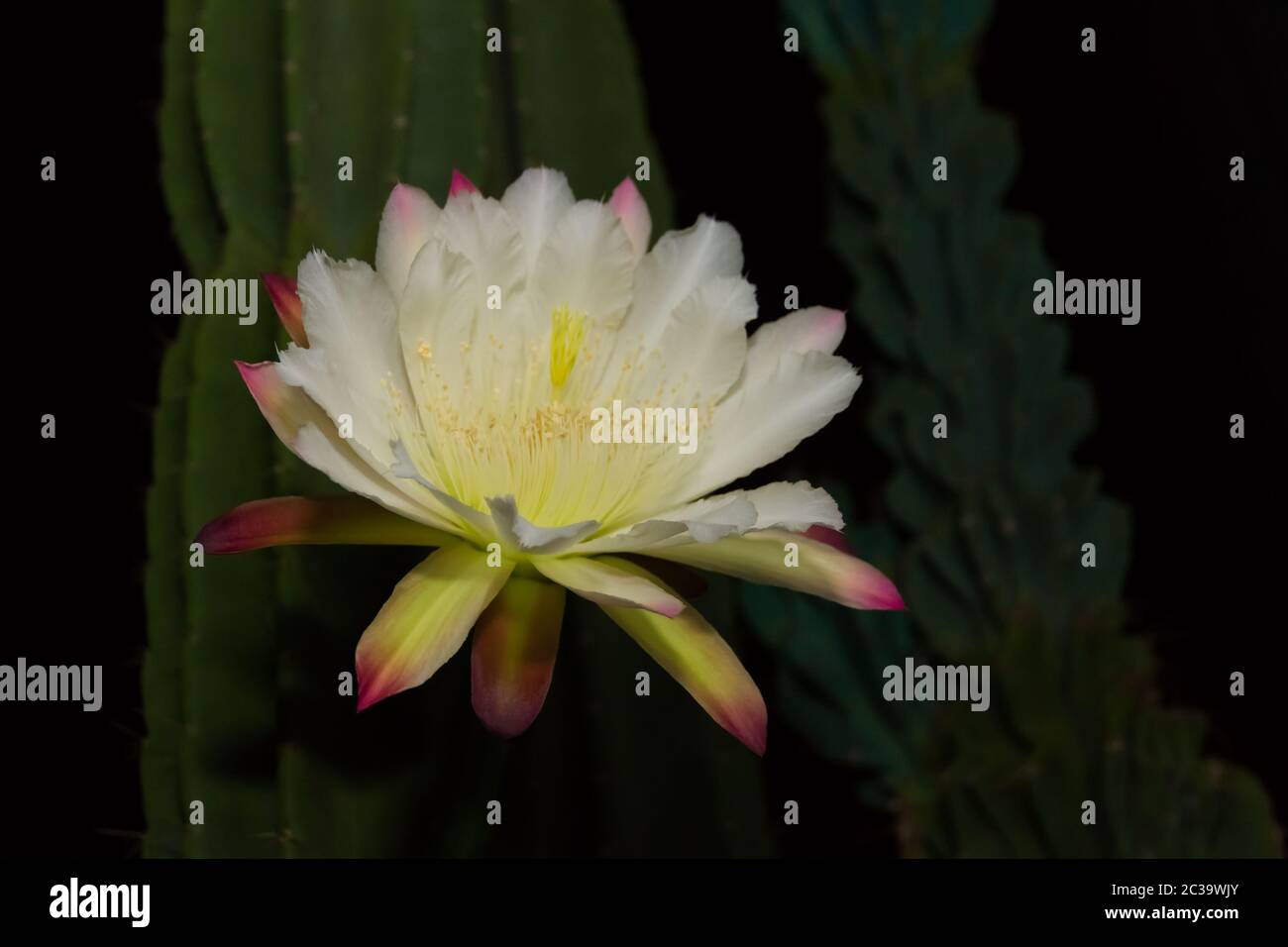 The white flower of the cactus cereus blooming at night Stock Photo - Alamy