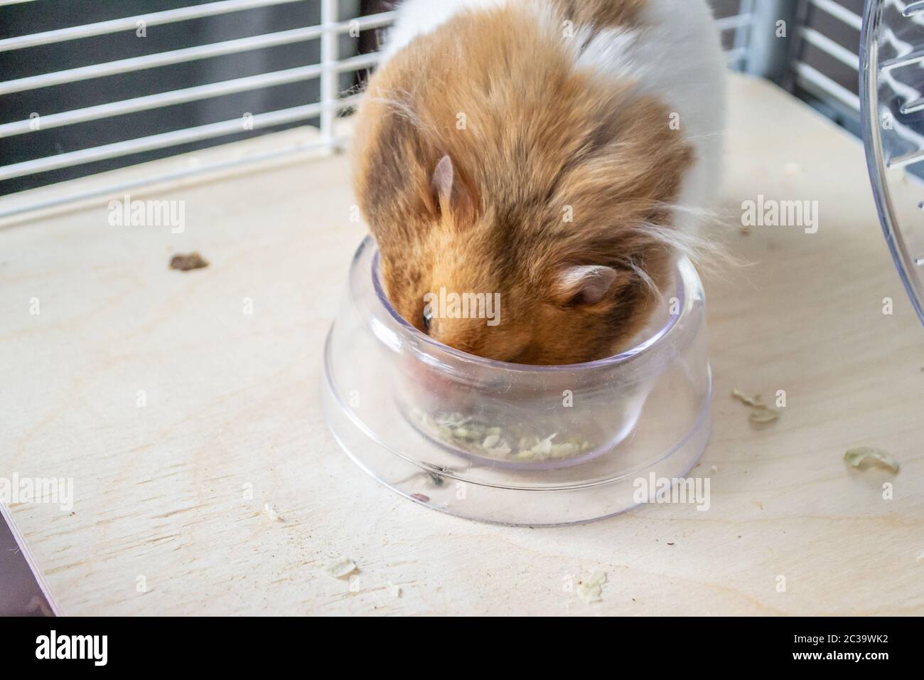 Syrian hamster eating from food bowl Stock Photo - Alamy