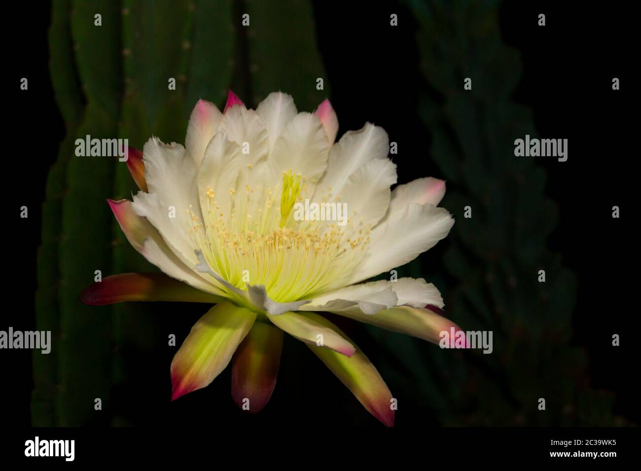 The white flower of the cactus cereus blooming at night Stock Photo - Alamy