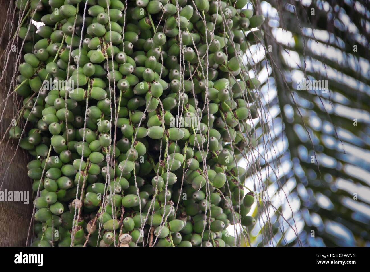 Datiles hi-res stock photography and images - Alamy