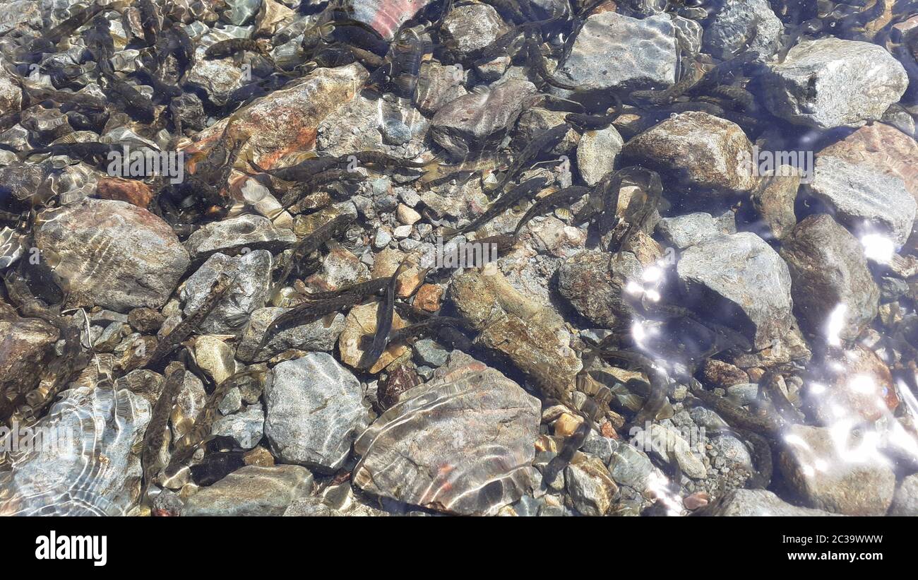 Minnows in the shallows in Grizedale Tarn, Lake District, UK Stock ...