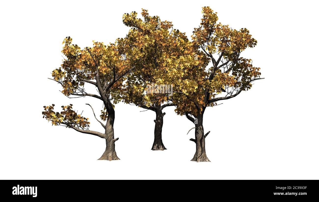 Sycamore trees hi-res stock photography and images - Alamy