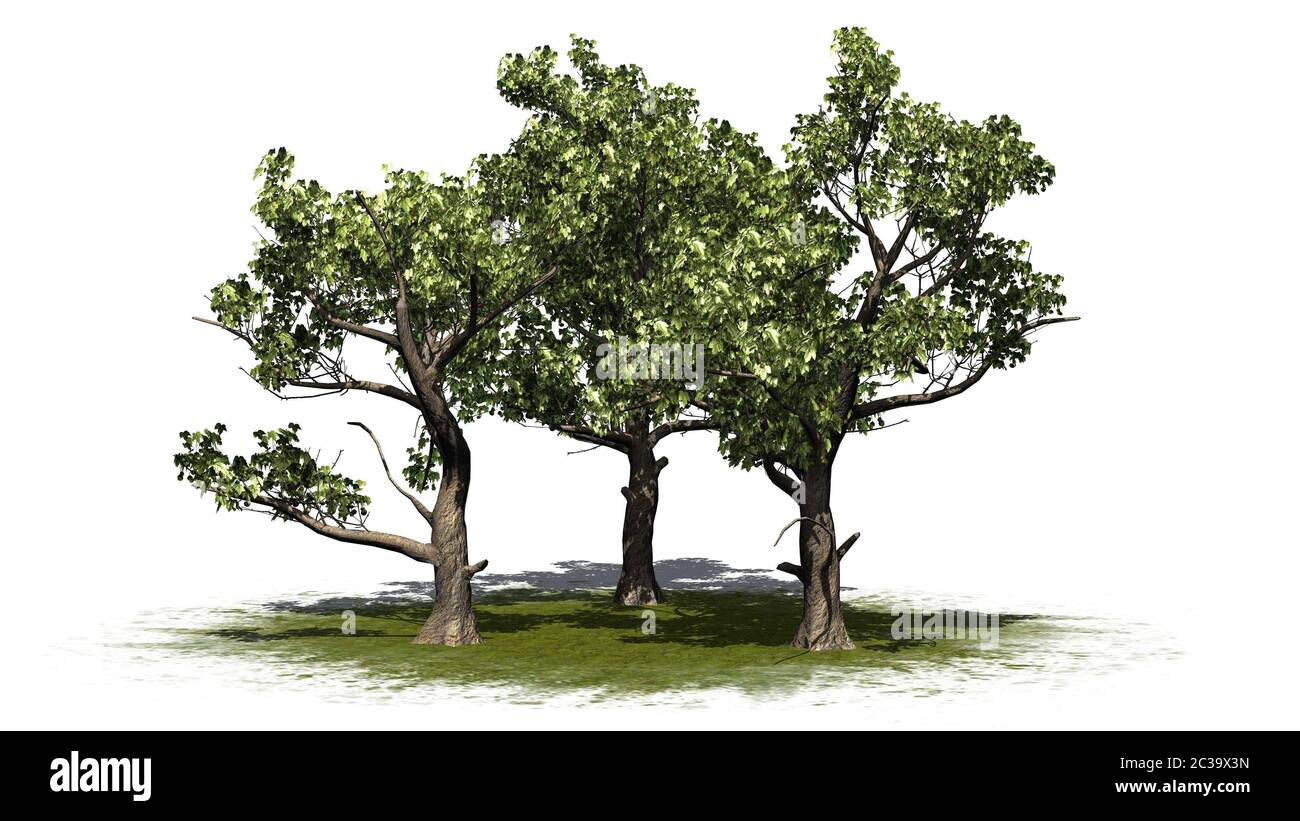 Sycamore trees wood hi-res stock photography and images - Alamy