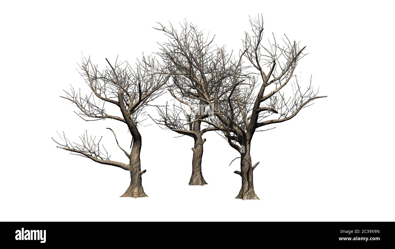 Sycamore Trees In Winter High Resolution Stock Photography and Images ...