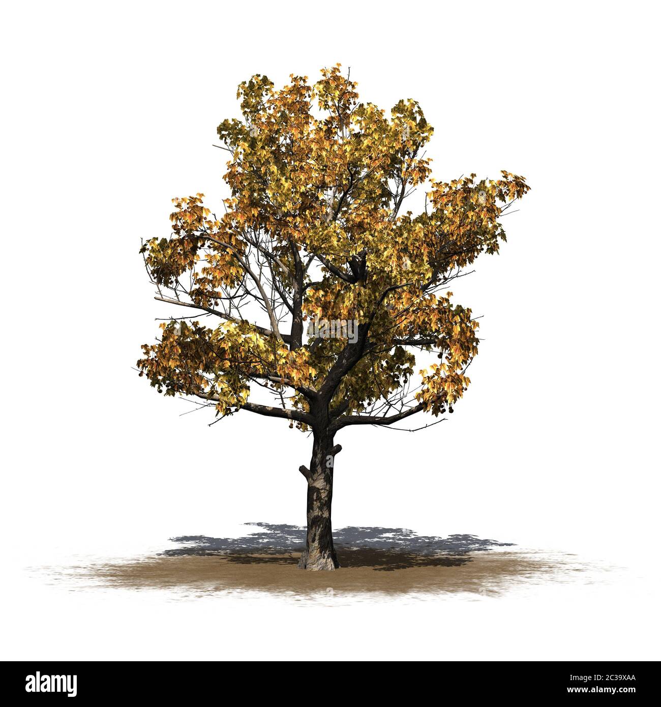 American Sycamore tree in autumn on a sand area Stock Photo - Alamy