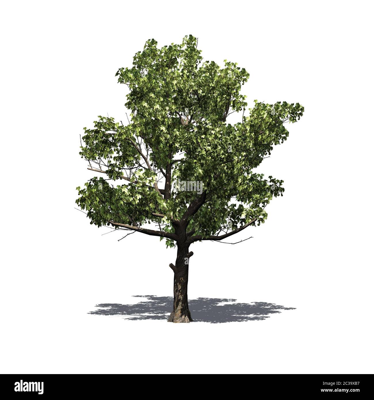 American sycamore leaf on hi-res stock photography and images - Alamy