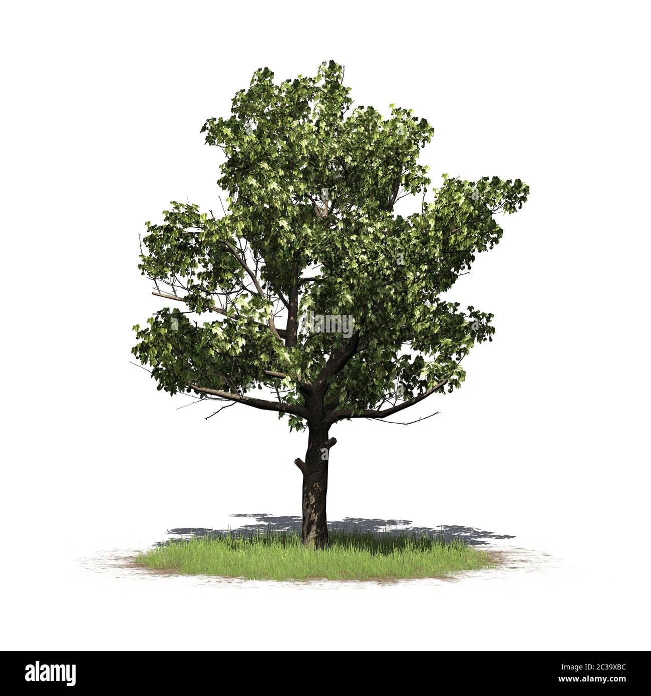 Natural wild garden grass trees Cut Out Stock Images & Pictures - Alamy