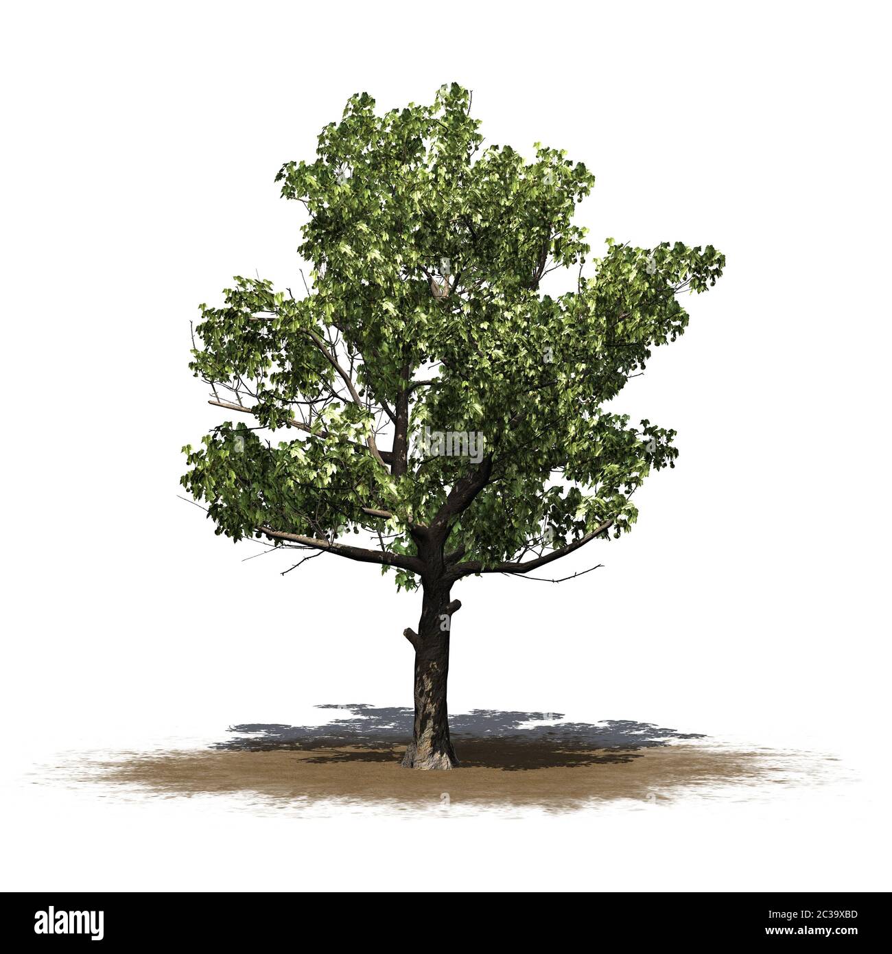 American Sycamore tree on a sand area Stock Photo - Alamy