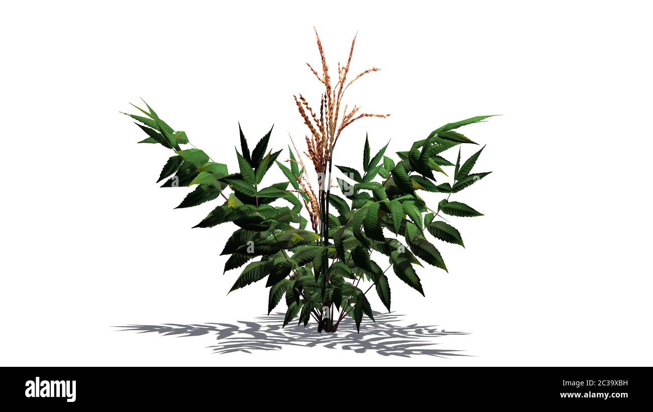 Plant branch shadow on Cut Out Stock Images & Pictures - Alamy