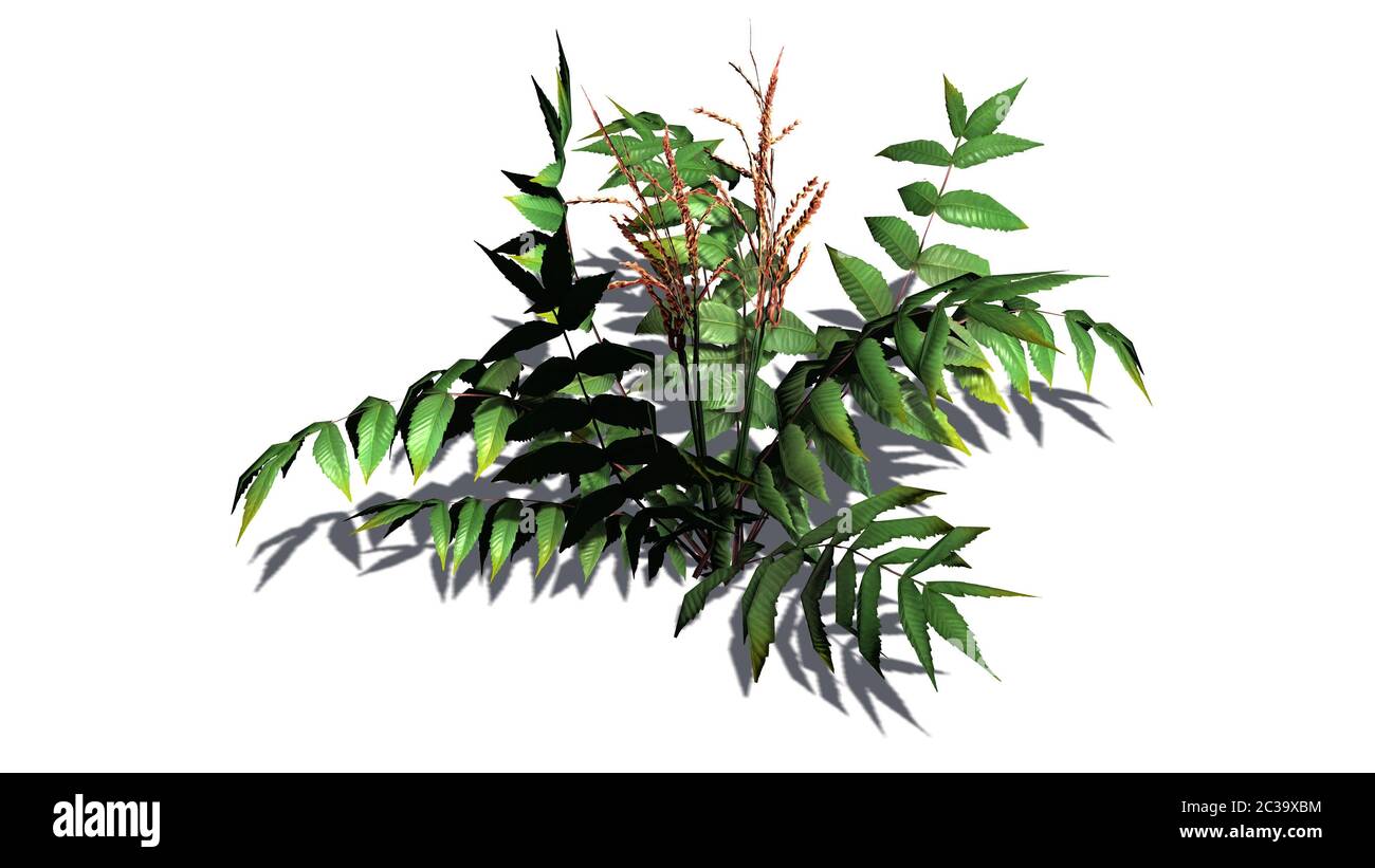 Plant branch shadow on Cut Out Stock Images & Pictures - Alamy