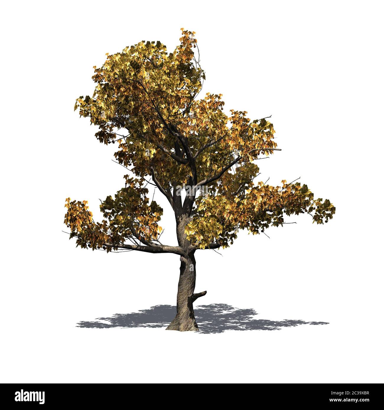 Single American Sycamore tree in autumn with shadow on the floor Stock ...