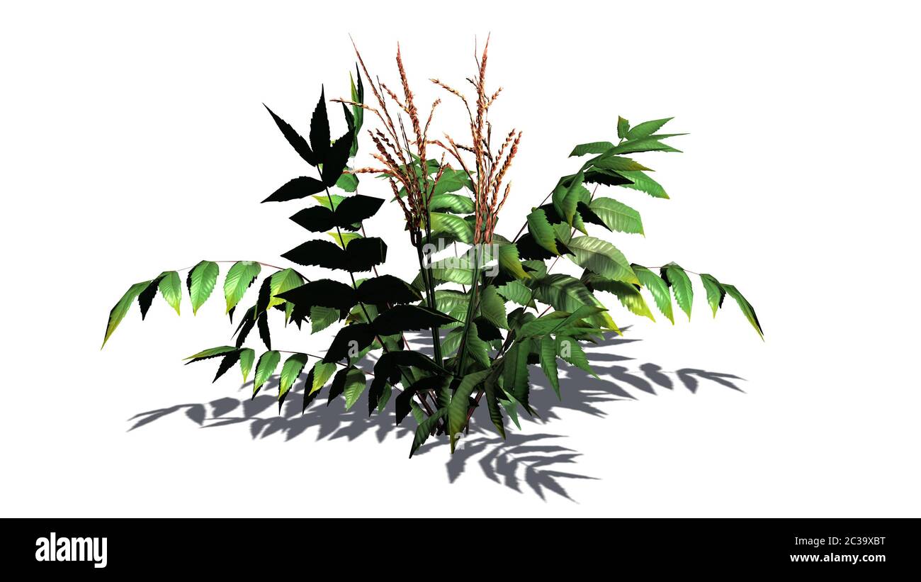 Plant branch shadow on Cut Out Stock Images & Pictures - Alamy