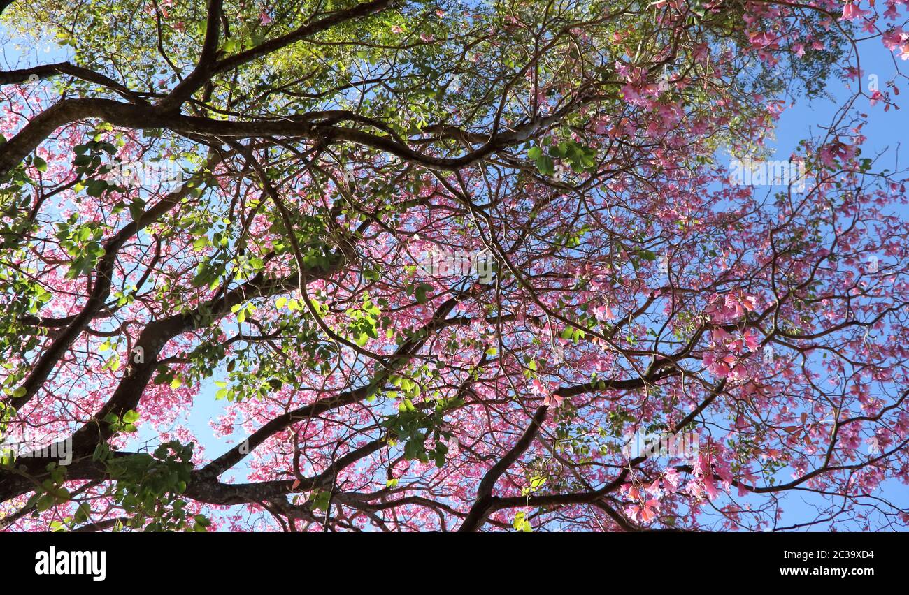 Lapacho tabebuia rosea hi-res stock photography and images - Alamy