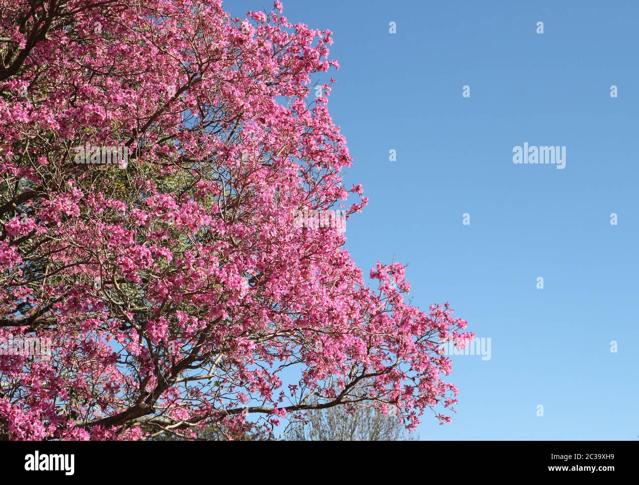 Lapacho tabebuia rosea hi-res stock photography and images - Alamy