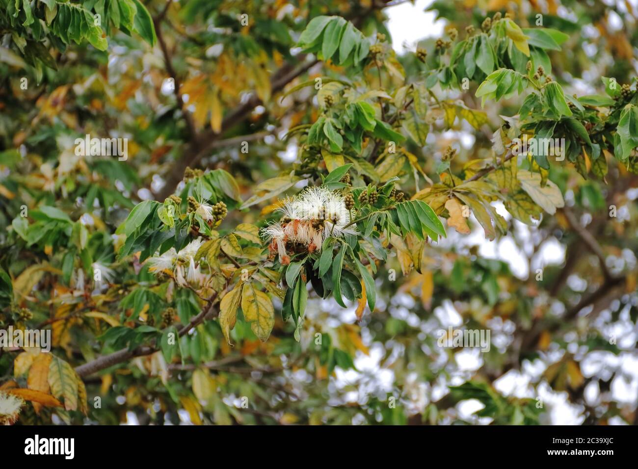 Acacia species flowered in spring in South America Stock Photo - Alamy