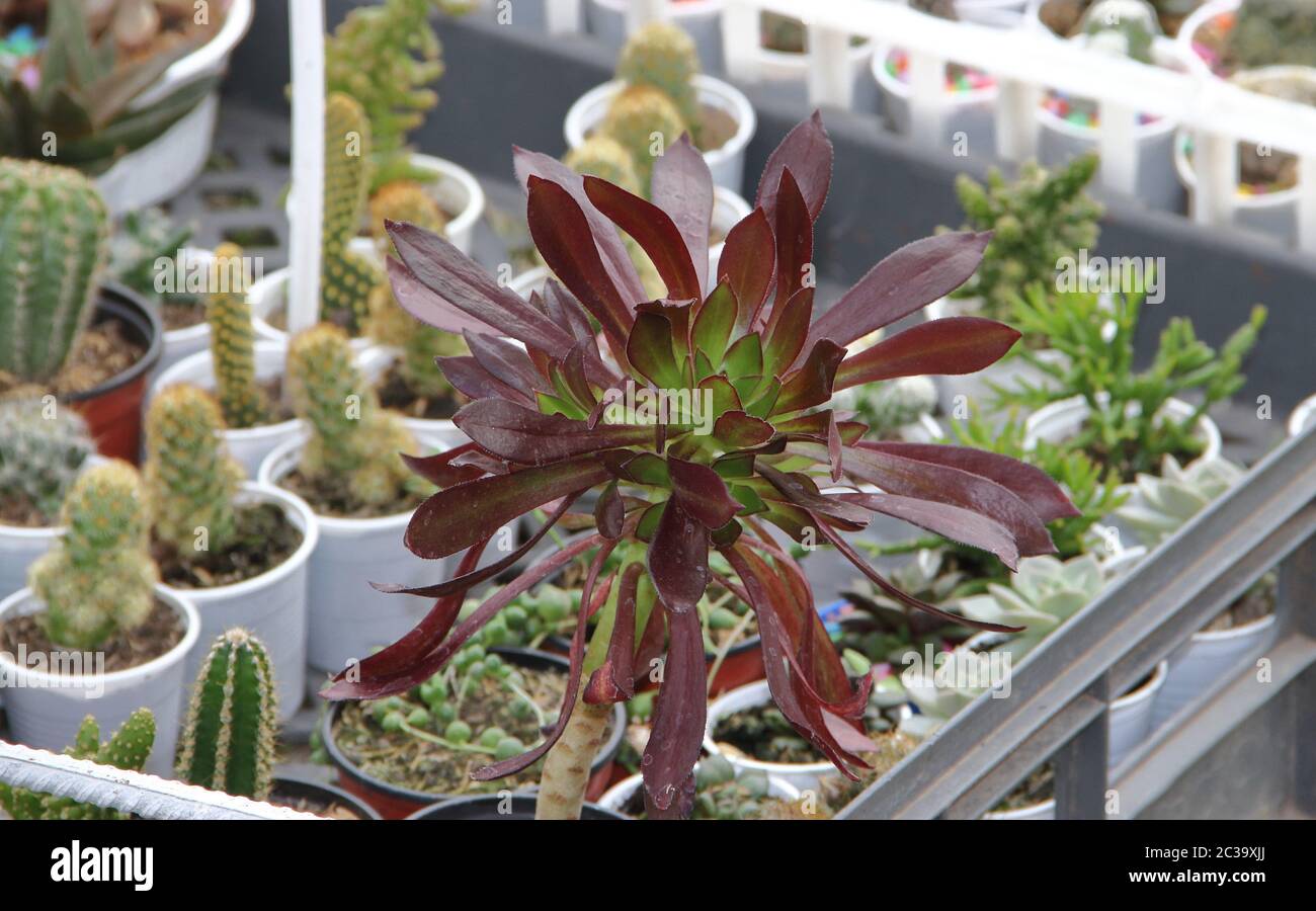 Cactus and succulents Stock Photo - Alamy