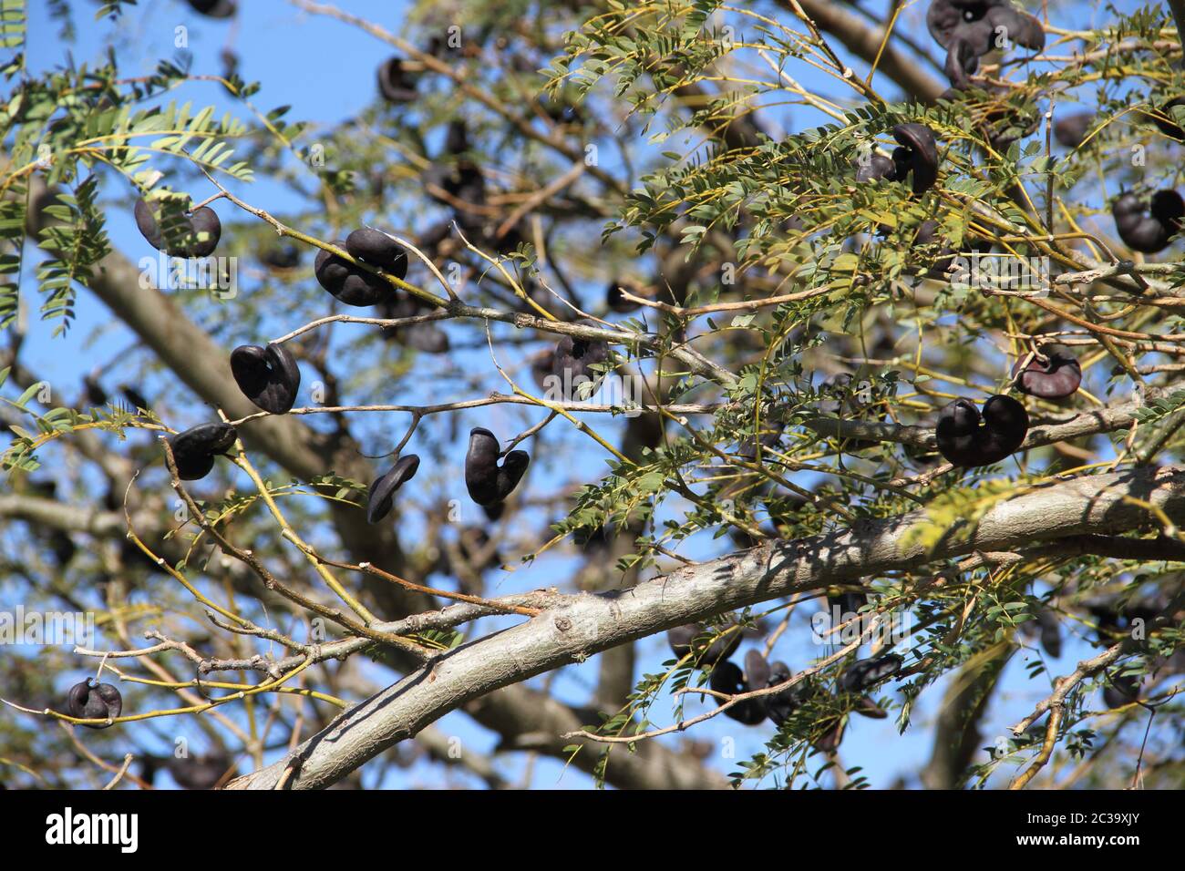 Autochthonous tree hi-res stock photography and images - Alamy