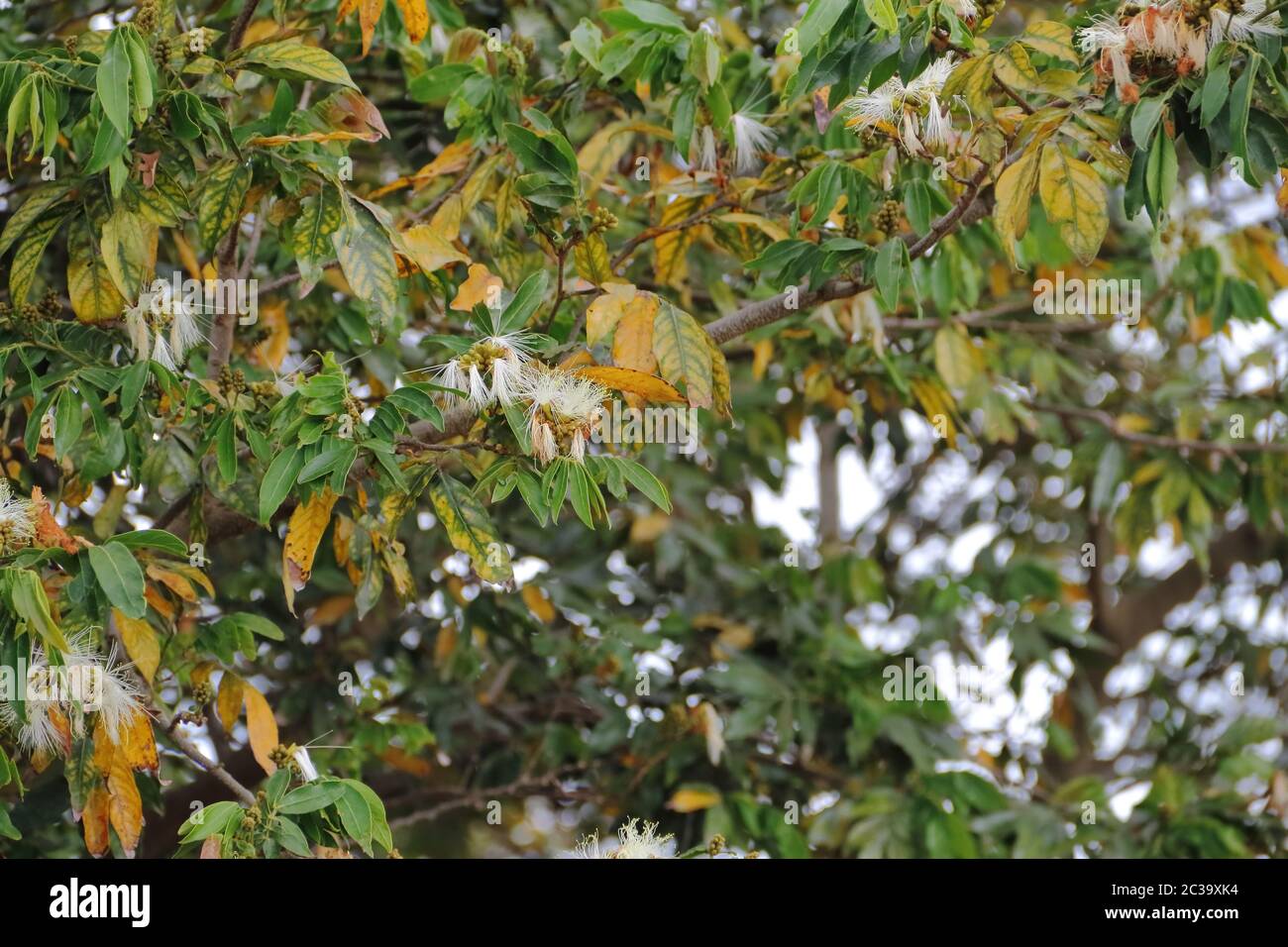 Acacia species flowered in spring in South America Stock Photo - Alamy