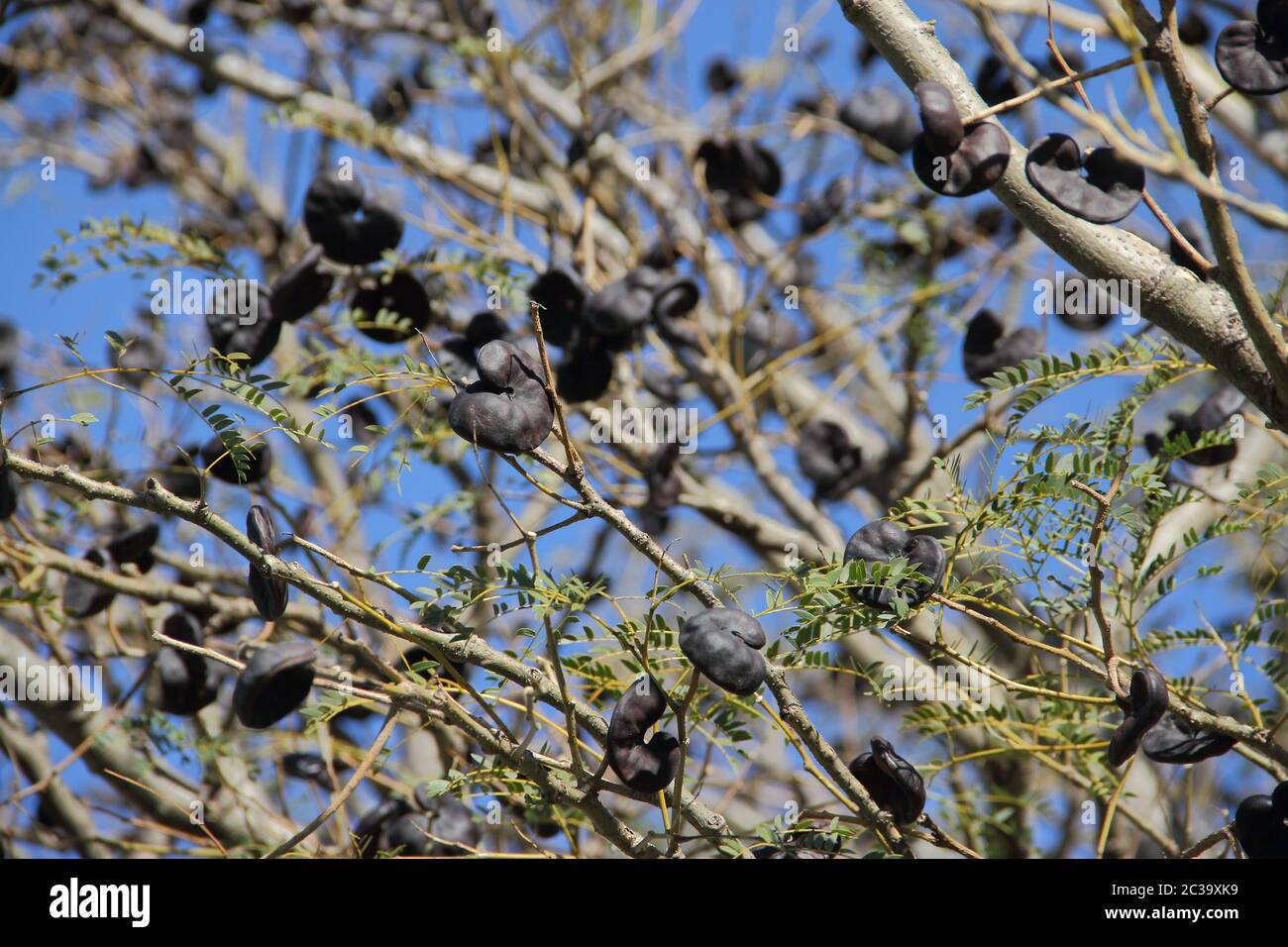 Autochthonous tree hi-res stock photography and images - Alamy