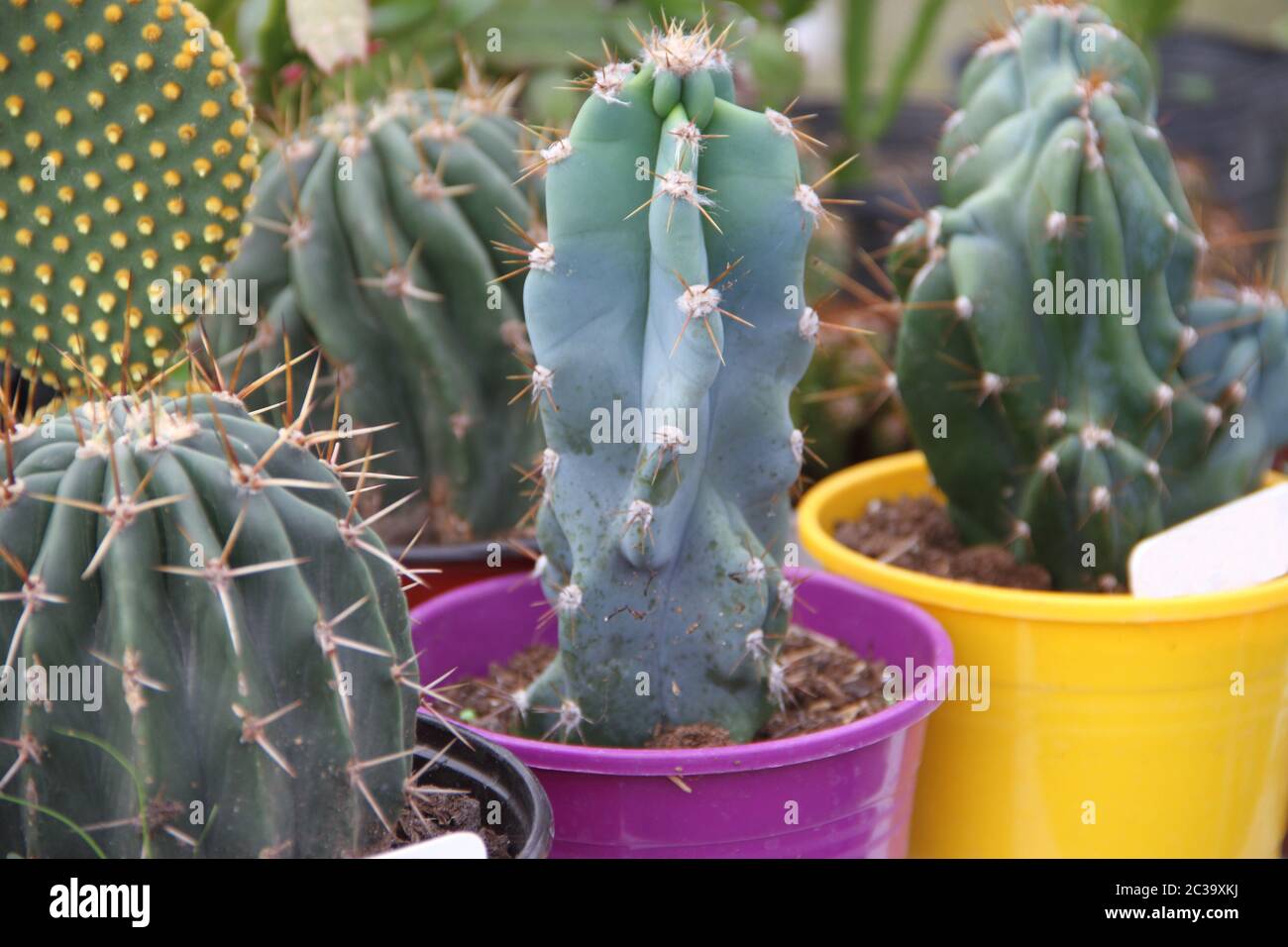 Cactus and succulents Stock Photo - Alamy