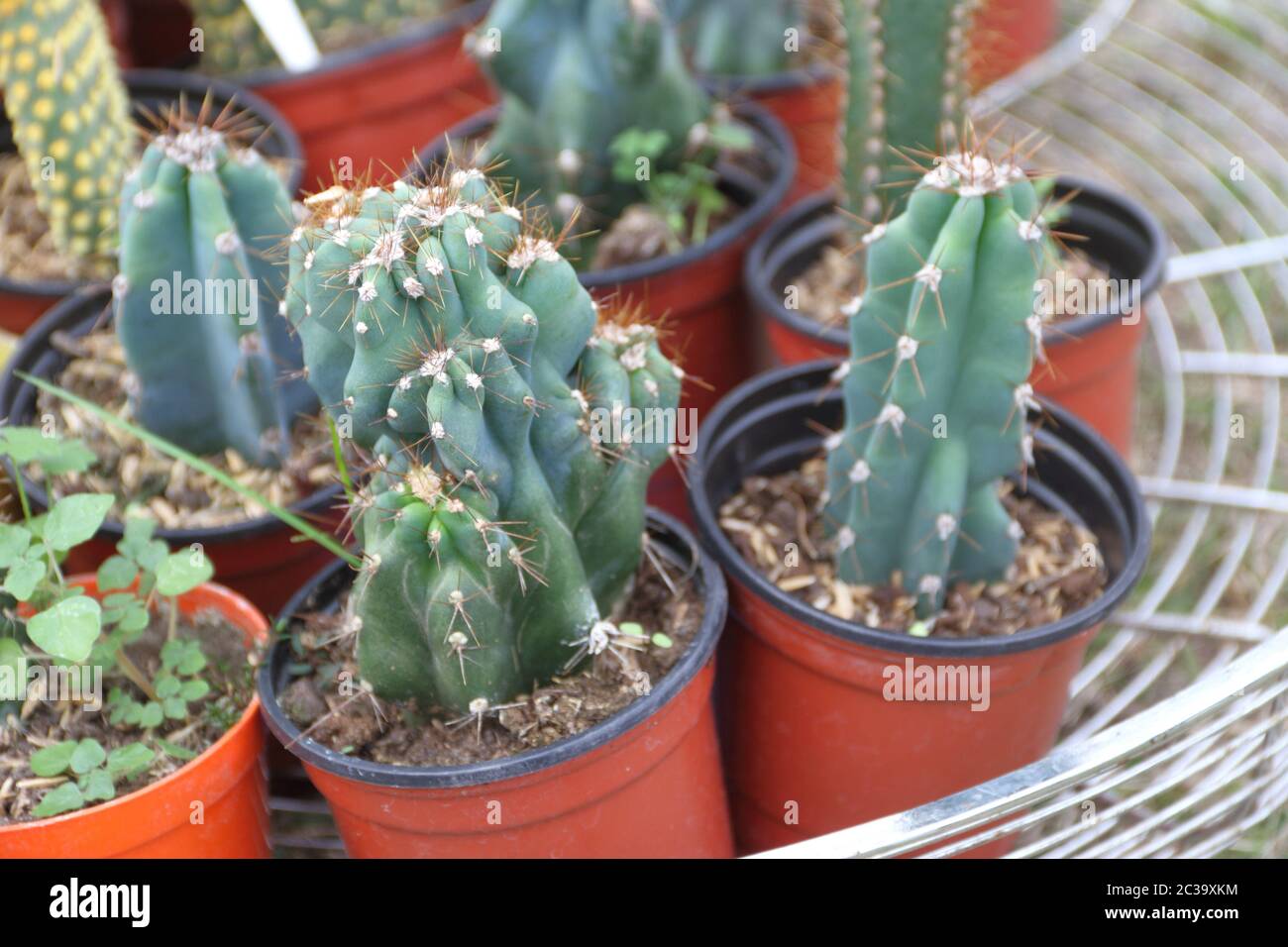 Cactus and succulents Stock Photo - Alamy